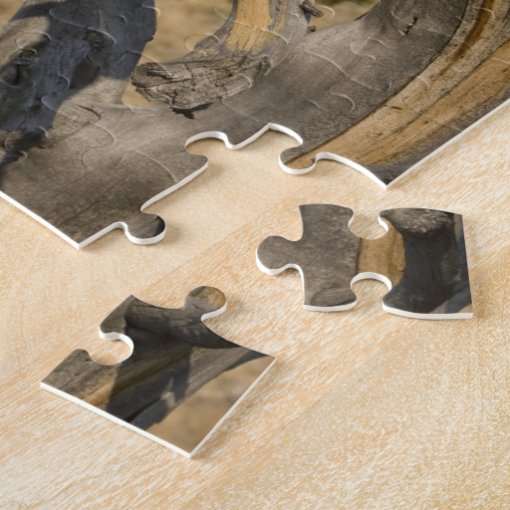 Mountain Lion, aka puma, cougar; Puma concolor, 2 Jigsaw Puzzle | Zazzle