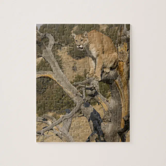 Mountain Lion, aka puma, cougar; Puma concolor, 2 Jigsaw Puzzle | Zazzle
