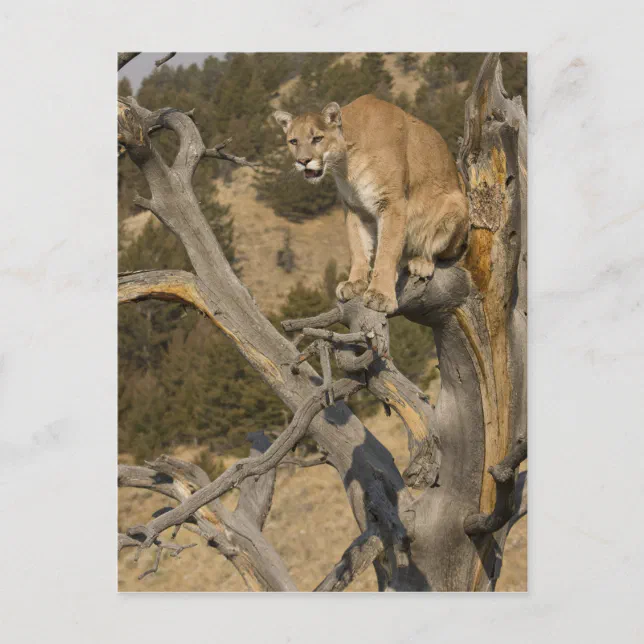 Mountain Lion, aka puma, cougar; Puma concolor, 2 Postcard | Zazzle