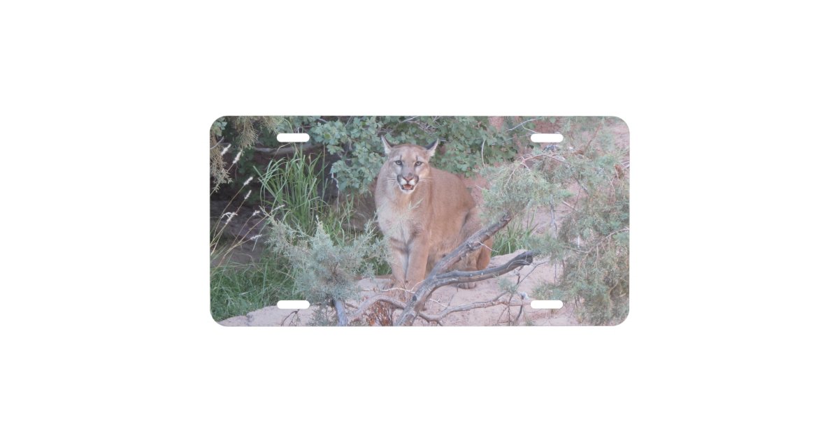Mountain Lion License Plate | Zazzle