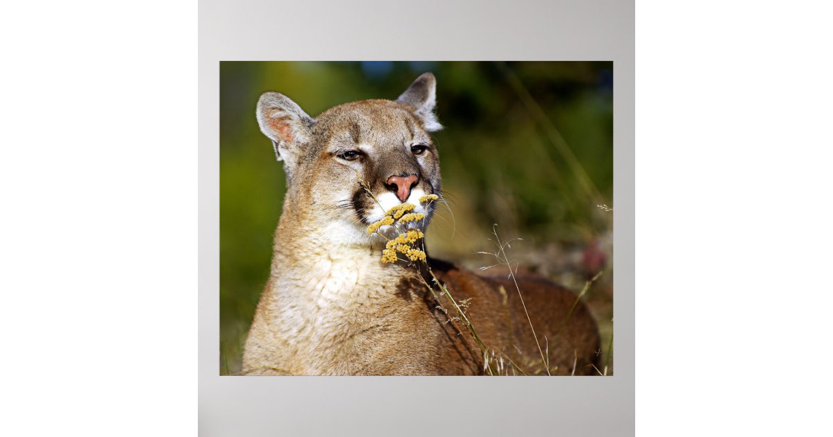 Mountain Lion - Smelling the Flowers Poster | Zazzle
