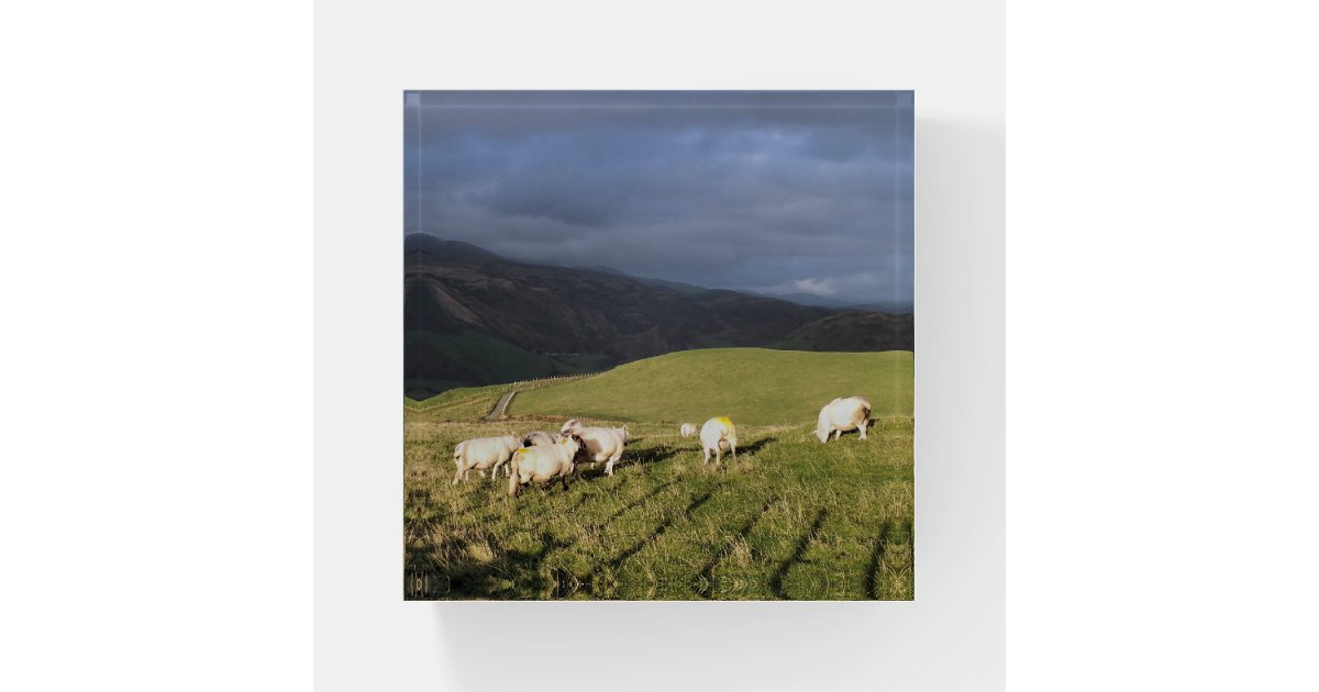 MOUNTAIN SHEEP PAPERWEIGHT | Zazzle