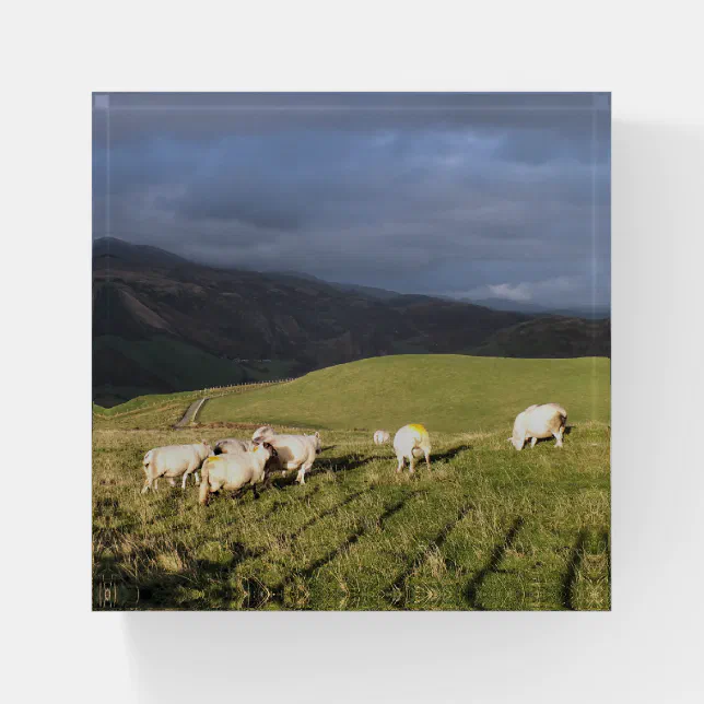 MOUNTAIN SHEEP PAPERWEIGHT | Zazzle