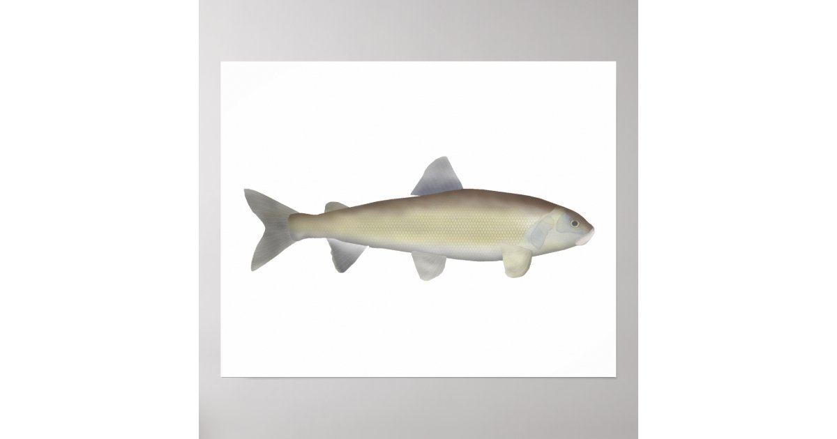 Mountain Whitefish Poster | Zazzle