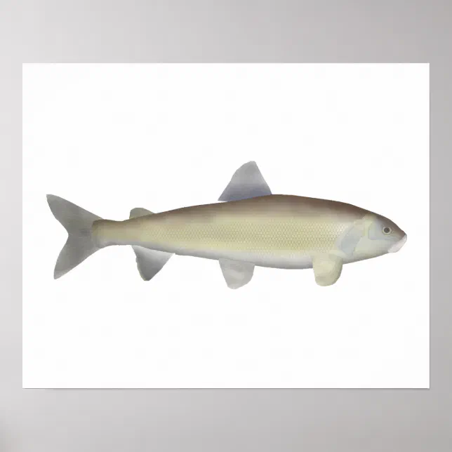Mountain Whitefish Poster | Zazzle