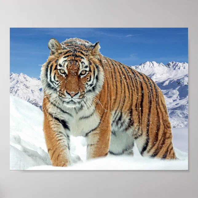 Mountains Nature Winter Photo Snow Tiger Poster | Zazzle