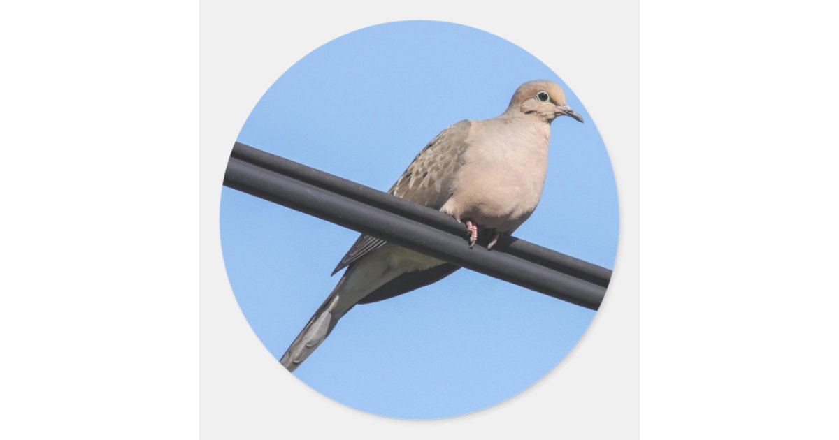 Mourning Dove Classic Round Sticker | Zazzle