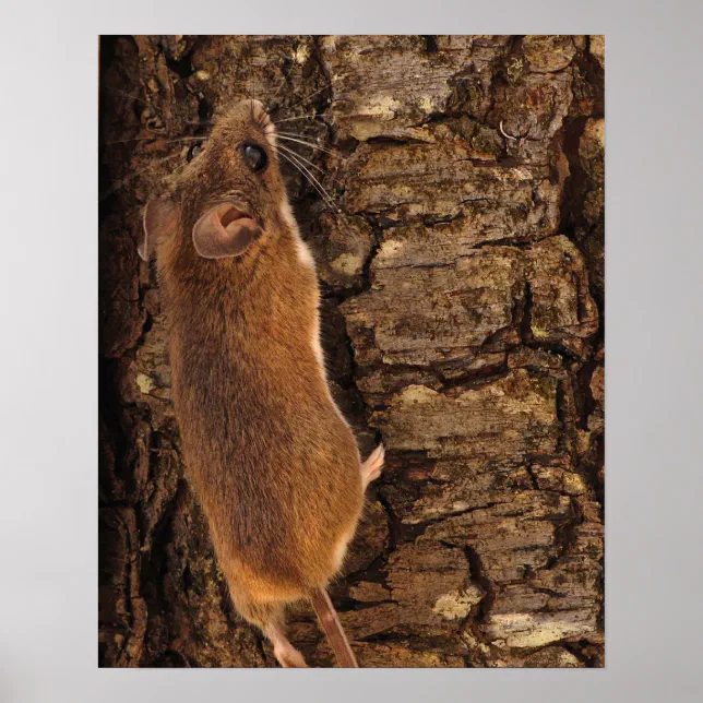Mouse Climbing Tree Poster | Zazzle