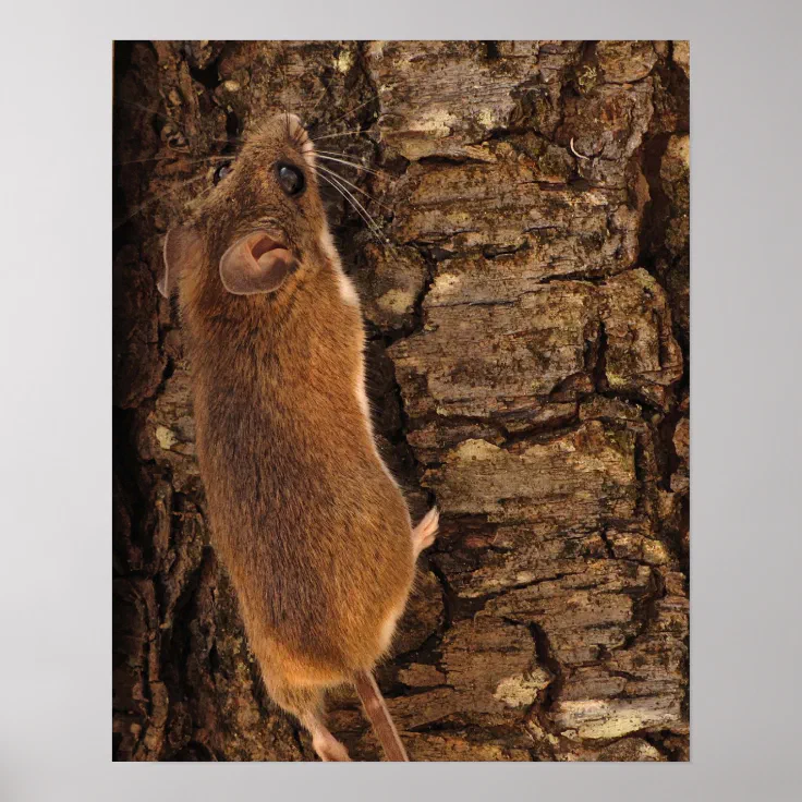 Mouse Climbing Tree Poster | Zazzle