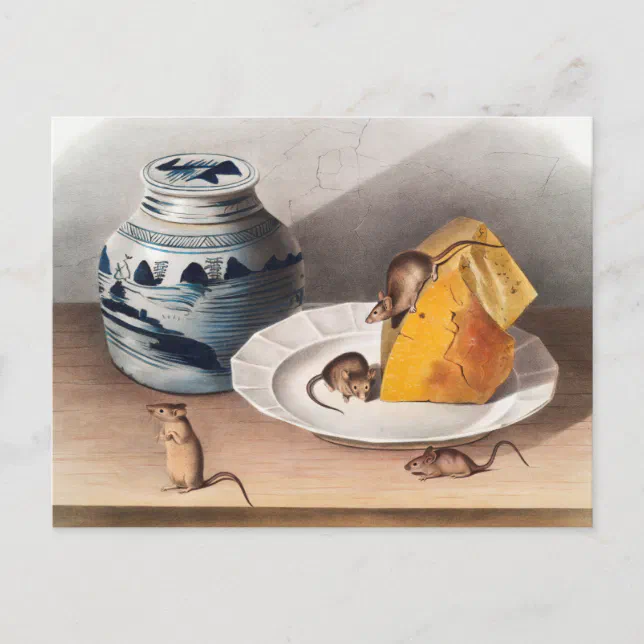 Mouse (Mus-musculus) Illustration Postcard | Zazzle