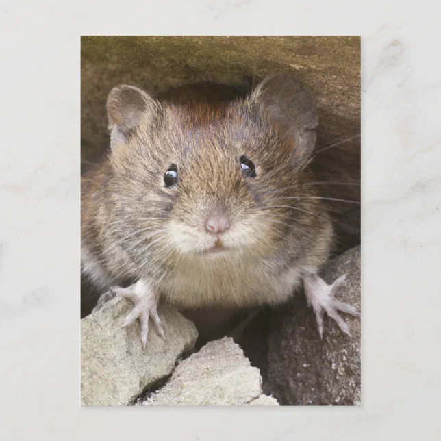 Mouse Portrait Postcard | Zazzle