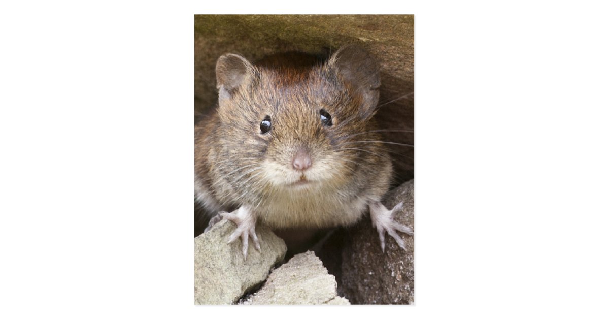 Mouse Portrait Postcard | Zazzle.com
