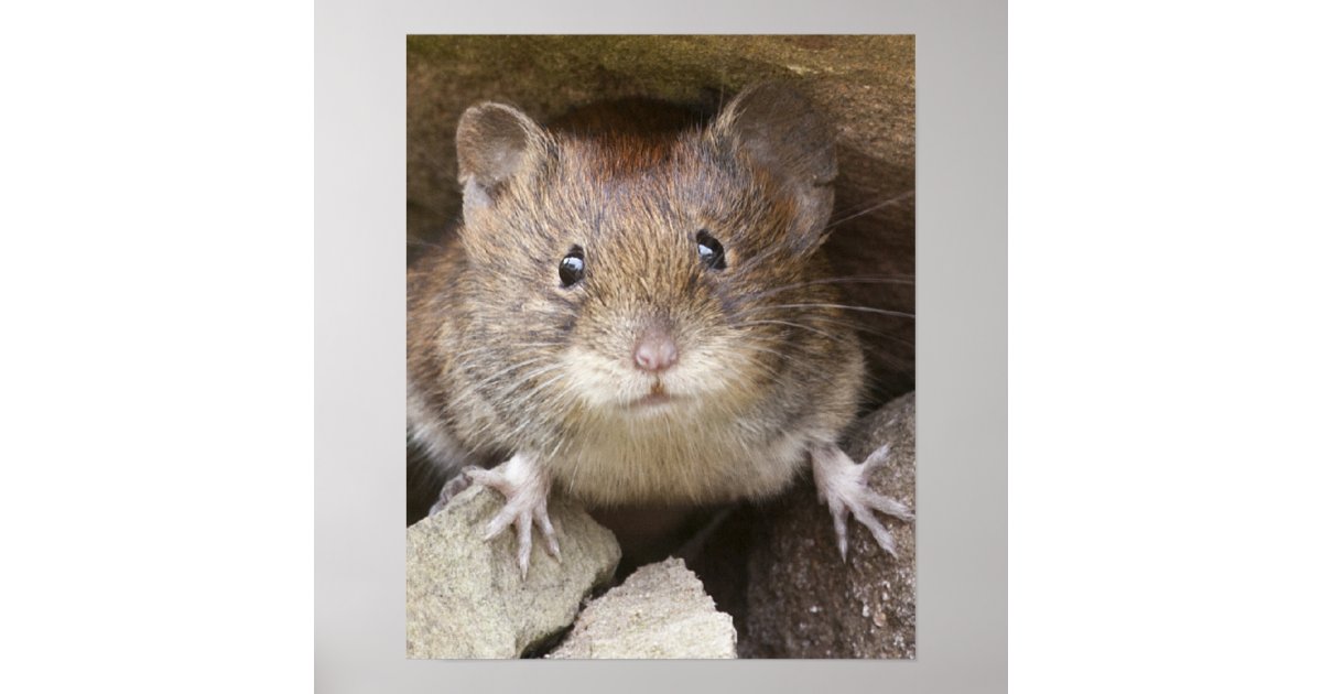 Mouse Portrait Poster | Zazzle