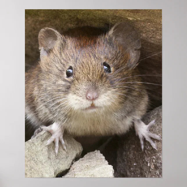 Mouse Portrait Poster | Zazzle