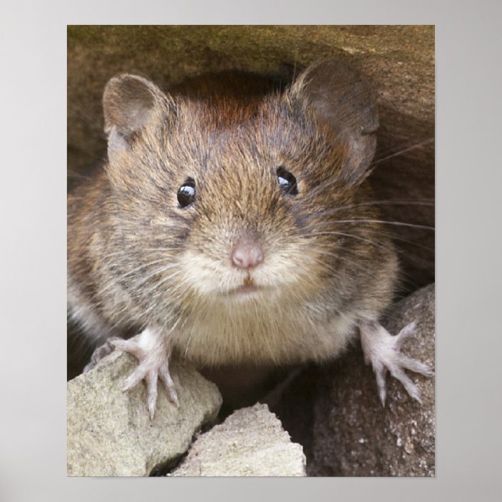 Mouse Portrait Poster | Zazzle.com
