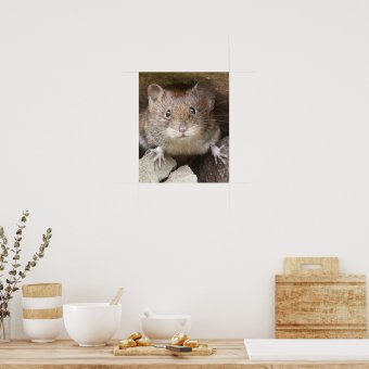 Mouse Portrait Poster | Zazzle