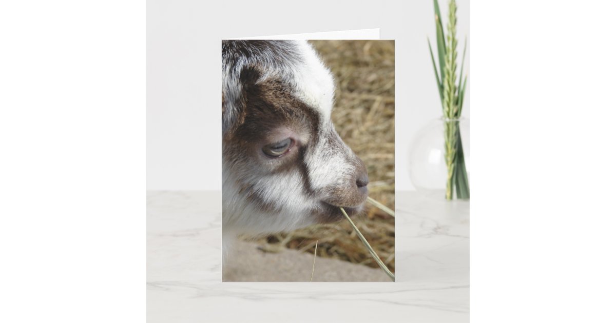 Mouse the Baby Goat Card | Zazzle