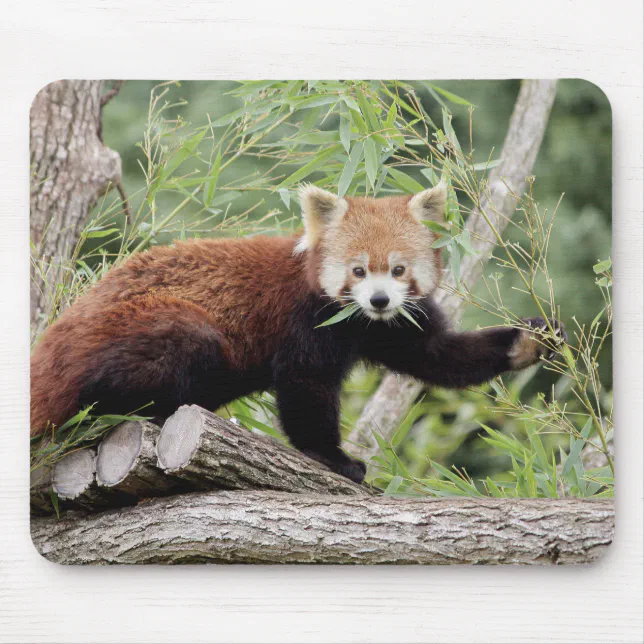Mousepad. Photo red panda. Panda roux. animals. Mouse Pad | Zazzle