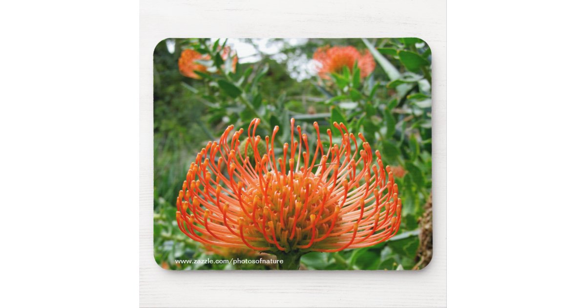 Mousepad - Protea pin cushion flower | Zazzle