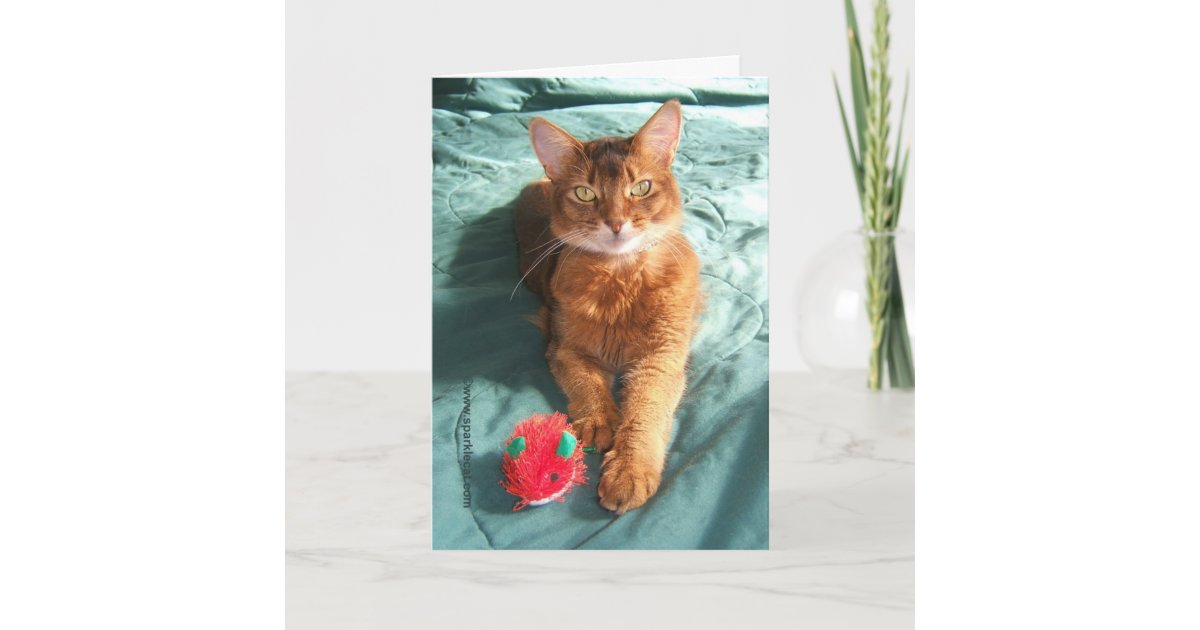 Mousey Catmas Christmas Card | Zazzle