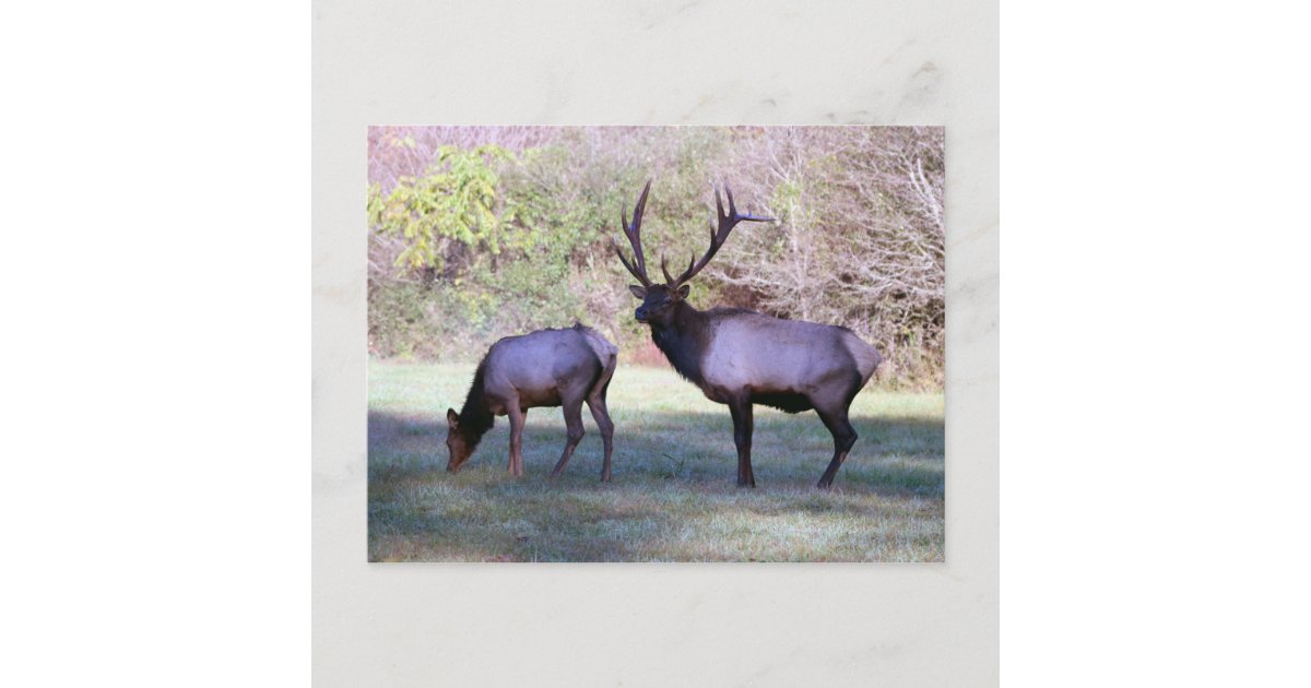 Mr. Elk Postcard | Zazzle