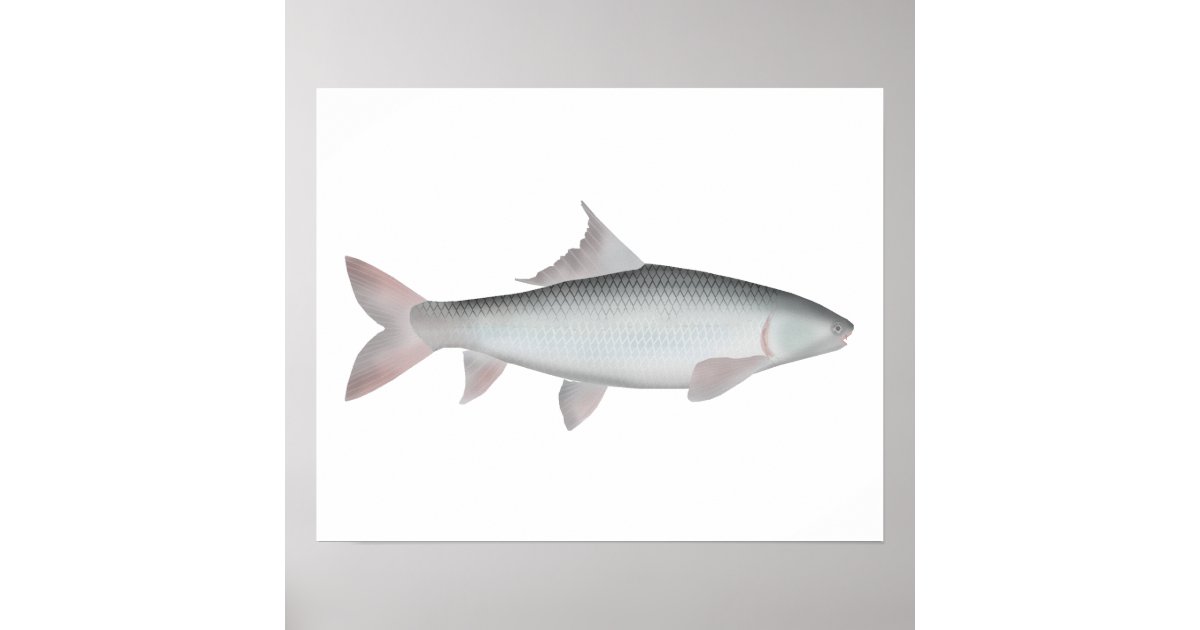 Mrigal Carp Poster | Zazzle