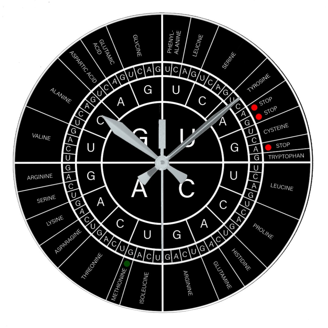mRNA to AMINO ACID CODON WHEEL Large Clock | Zazzle