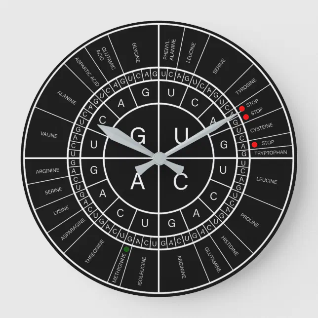 mRNA to AMINO ACID CODON WHEEL Large Clock | Zazzle