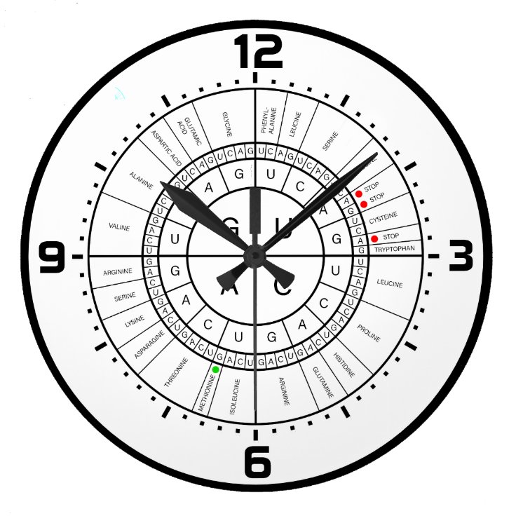 mRNA to AMINO ACID CODON WHEEL Large Clock | Zazzle