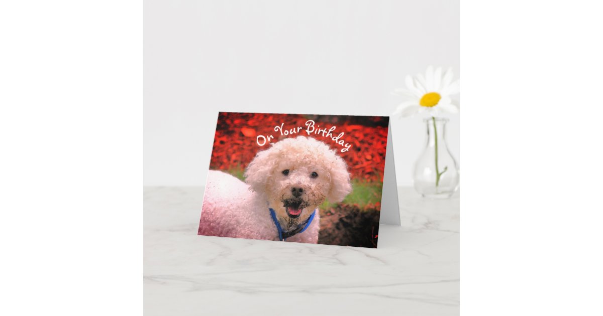 Mud Faced Poodle Cute Birthday Card | Zazzle