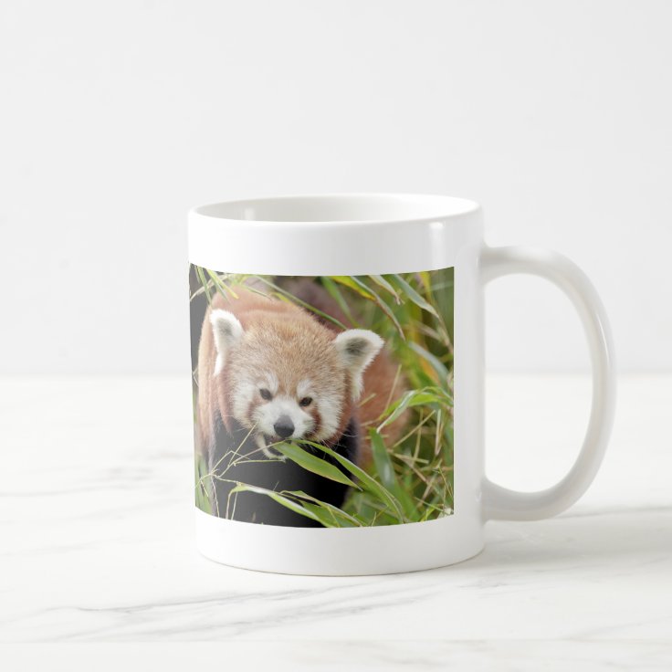 Mug Photo red panda , animals 0397. | Zazzle