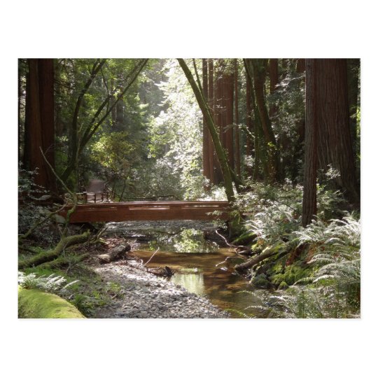 Muir Woods Bridge II Postcard | Zazzle.com