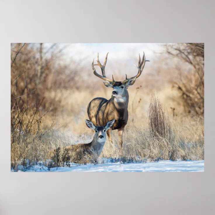 Mule Deer Buck and Doe Poster | Zazzle