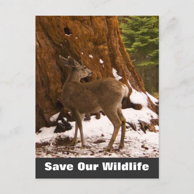 Mule Deer Save Our Wildlife Postcard | Zazzle