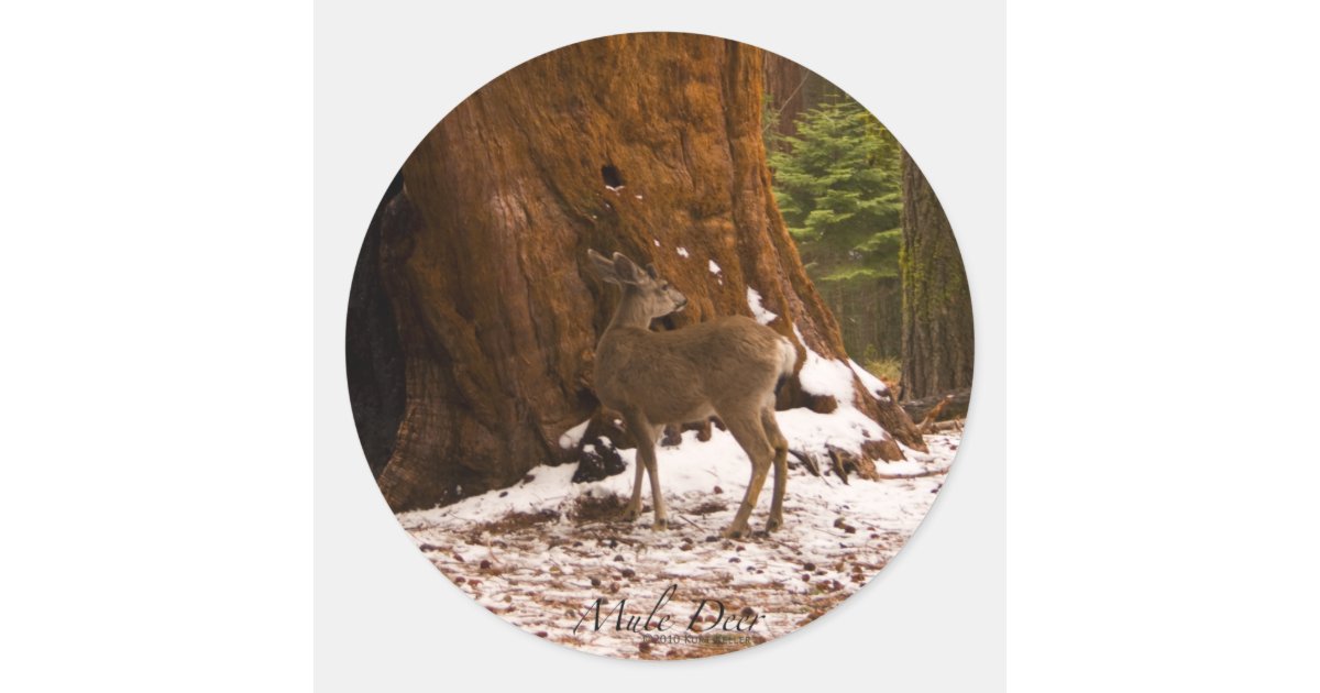 Mule Deer Sticker | Zazzle