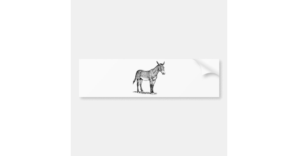 Mule Drawing, Stubborn Bumper Sticker | Zazzle
