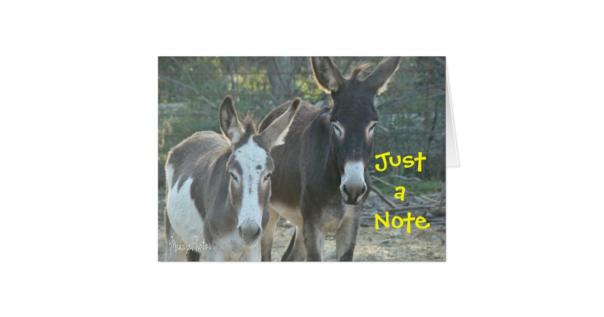 Mules blank card | Zazzle