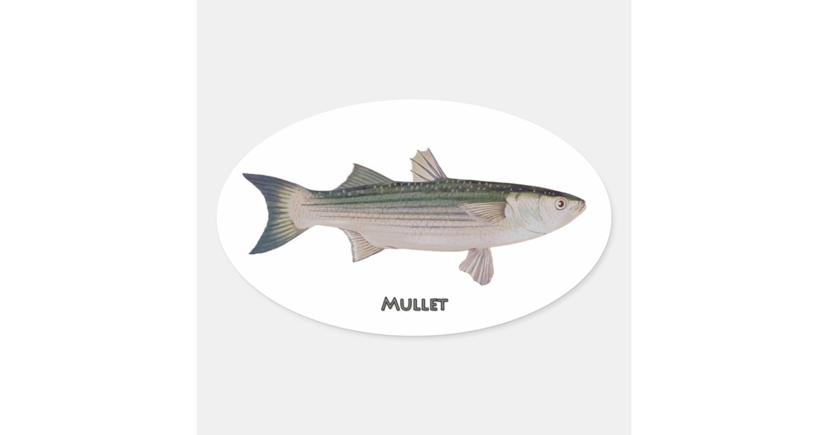 Mullet Fish Oval Sticker | Zazzle