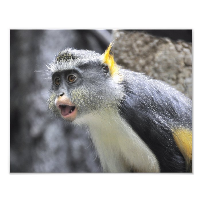 Multi- Colored Wolf Monkey Photo Print | Zazzle.com