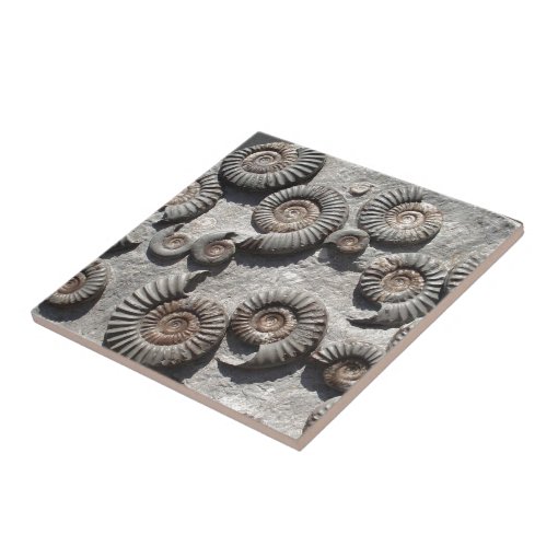 Multi fossil ammonites from the Lower Lias Tile | Zazzle