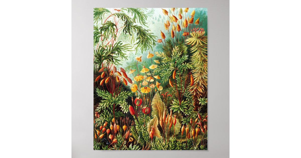 Muscinae illustration by Ernst Haeckel Poster | Zazzle