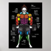 Muscle Anatomy Chart - Gym Workout Bodybuilding | Zazzle