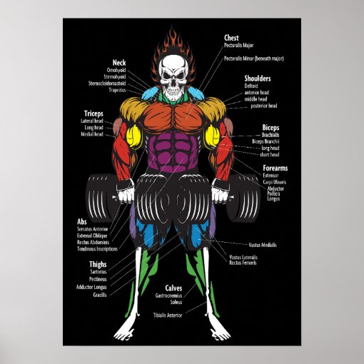 Muscle Anatomy Chart - Gym Workout Bodybuilding | Zazzle