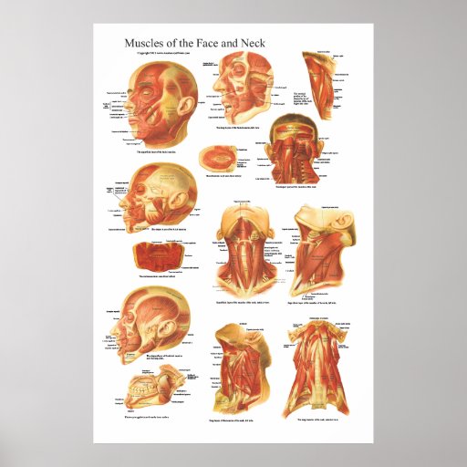 Muscle Anatomy of the Face and Neck Chart Poster | Zazzle