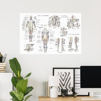Muscle Anatomy Poster - Anterior, Posterior & Deep | Zazzle