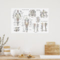 Muscle Anatomy Poster - Anterior, Posterior & Deep | Zazzle