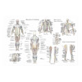 Muscle Anatomy Poster - Anterior, Posterior & Deep | Zazzle