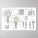 Muscle Anatomy Poster - Anterior, Posterior & Deep | Zazzle