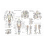 Muscle Anatomy Poster - Anterior, Posterior & Deep | Zazzle