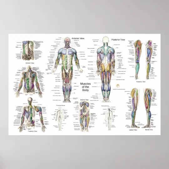 Muscle Anatomy Poster Anterior, Posterior, & Deep | Zazzle.com